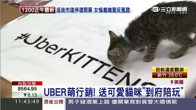 叫車服務無極限！Uber送萌貓到府陪玩 15分鐘1千元 | 國際 | 三立新聞網 SETN.COM