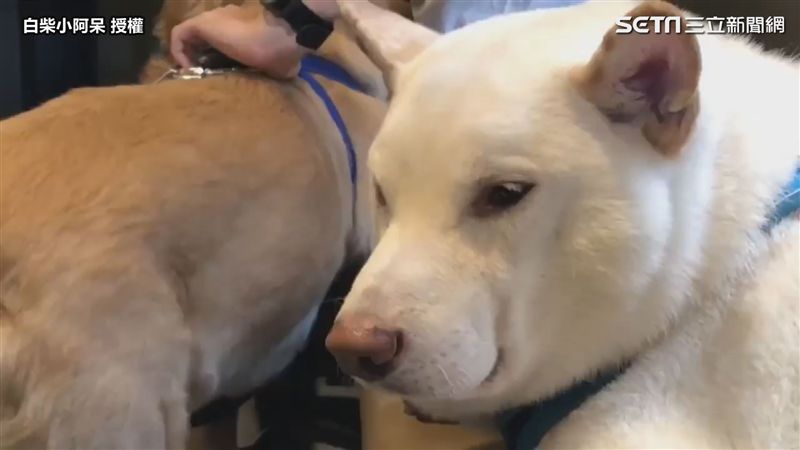 影／狂被「send tree pay」 小白柴心如止水 | 生活 | 三立新聞網 SETN.COM