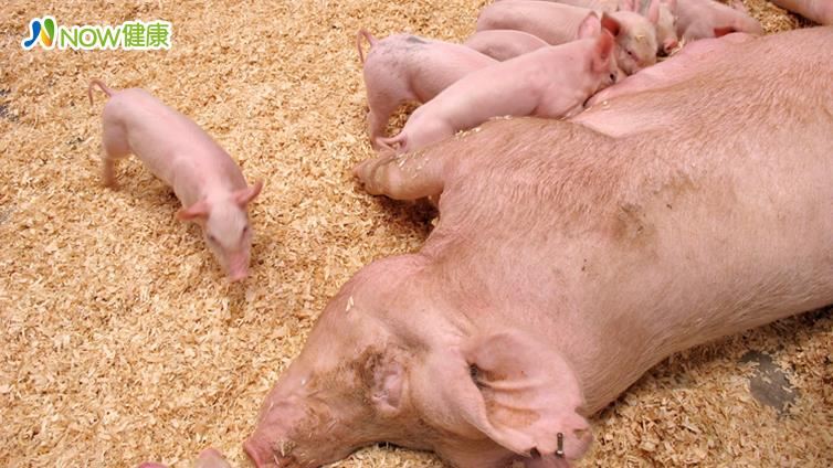 NOW健康／抗疫24年從口蹄疫區除名 台灣豬肉重返國際 | 專欄 | 三立新聞網 SETN.COM