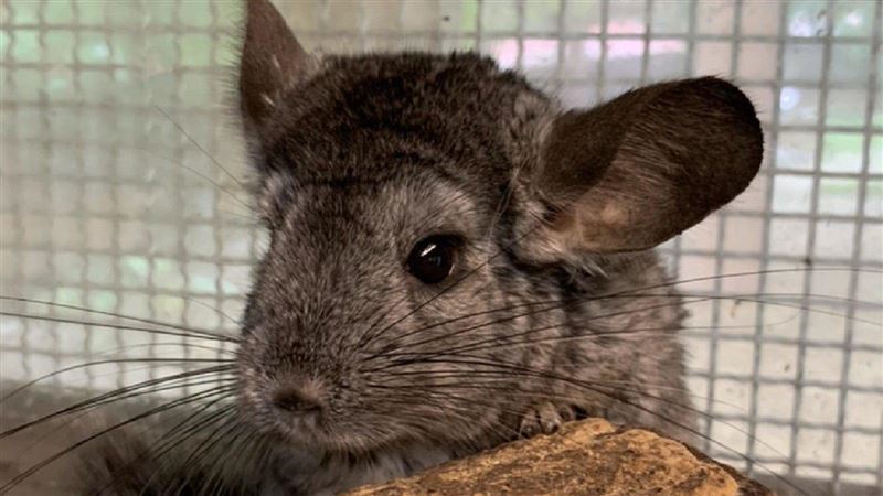 123木頭人？小龍貓突然定格陷沉思 超萌呆臉萌翻網友 | 寵物 | 三立新聞網 SETN.COM