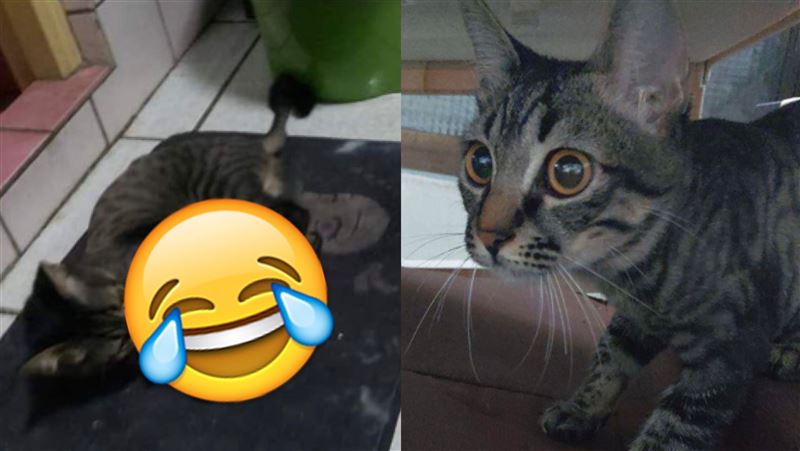 人貓大戰！貓皇誤認膠原蛋白是肉泥 網友直呼「懂吃喔！」 | 寵物 | 三立新聞網 SETN.COM