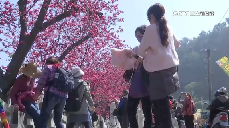 衝一波！把握228連假「賞櫻」熱點湧人潮 | 生活 | 三立新聞網 SETN.COM