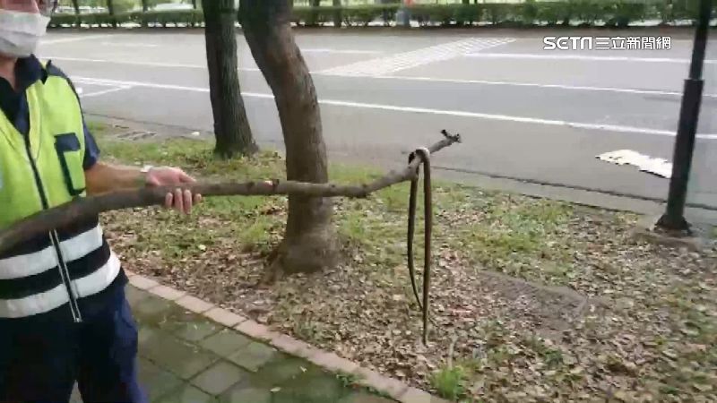 獨家／蛇類繁殖期多到抓不完！雲林6月抓蛇通報達260件 | 生活 | 三立新聞網 SETN.COM