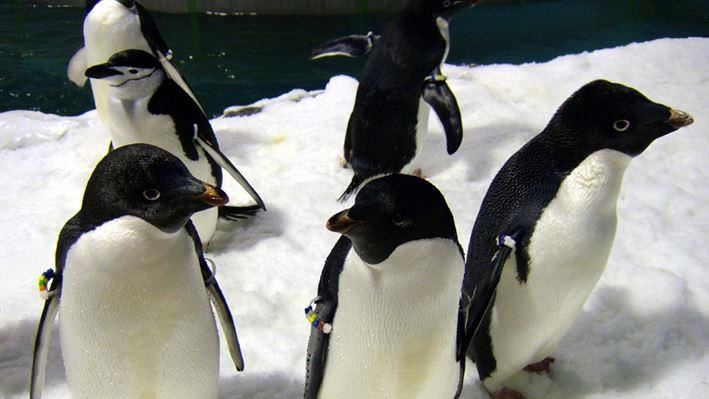 海生館賣36隻企鵝！投標資格曝光 網暴動：想養一隻 | 生活 | 三立新聞網 SETN.COM