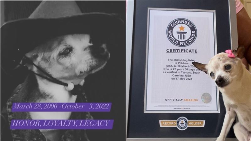 換算人類年齡104歲！世界最年長狗逝世 網呼：心碎 | 寵物 | 三立新聞網 SETN.COM