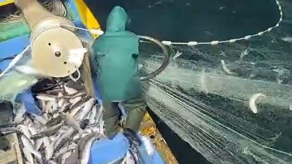 大豐收！彰化漁民一夜捕獲9千尾烏魚 400萬年終獎金入袋 | 生活 | 三立新聞網 SETN.COM