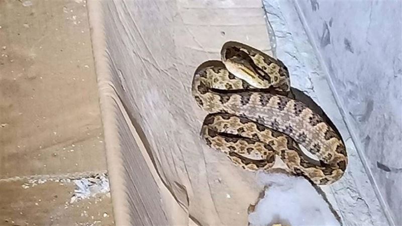 夜半「奇異聲響」嚴重擾鄰！警一查驚見「逾1000條野蛇」盤踞 | 兩岸(大陸) | 三立新聞網 SETN.COM