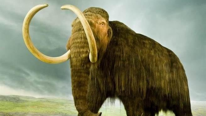 穿越數千年美味？提取DNA製「長毛象肉丸」科學家不敢吃 原因曝光 | 新奇 | 三立新聞網 SETN.COM