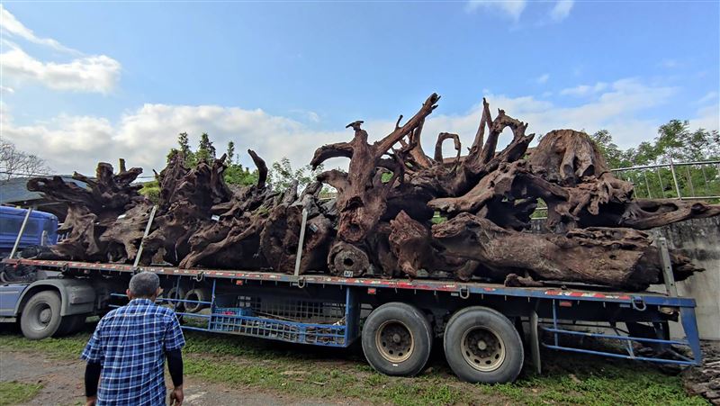 菇農「冤當山老鼠」告贏林務局！領回13年前遭扣1300萬牛樟木 | 社會 | 三立新聞網 SETN.COM