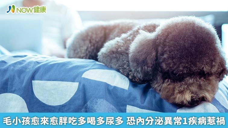 NOW健康／毛小孩愈來愈胖、吃多喝多尿多 恐內分泌異常1疾病惹禍 | 專欄 | 三立新聞網 SETN.COM