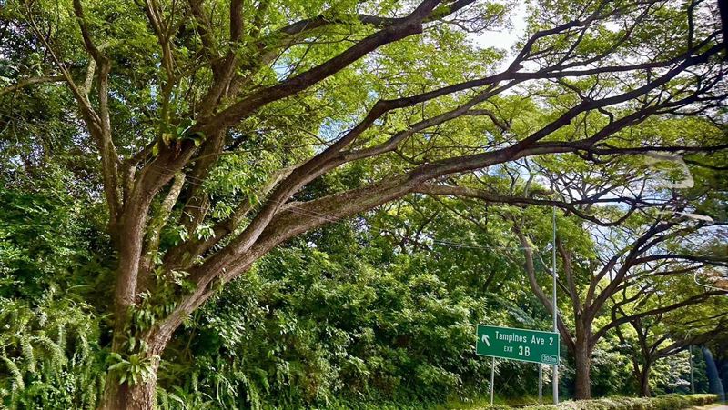 放眼所及綠意盎然！新加坡綠化率達8成 溫室花園、健行新玩法 | 生活 | 三立新聞網 SETN.COM