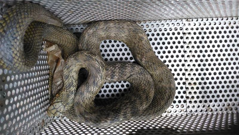 民宅驚見2蛇緊緊交纏「壞壞ing」？靠近一看嚇壞捕蛇專家：生吞活剝 | 生活 | 三立新聞網 SETN.COM