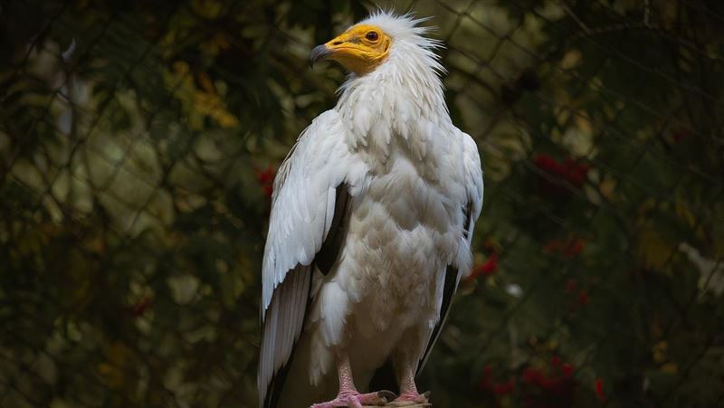 睽違150年！神鳥「埃及禿鷹」現身英國 專家：讓我滿足一整天 | 國際 | 三立新聞網 SETN.COM