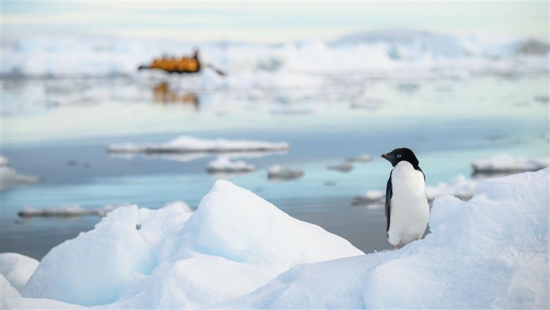 南極疫後旅遊人次增4成！雄獅「南美＋南極」郵輪行程17日76萬有找 | 生活 | 三立新聞網 SETN.COM