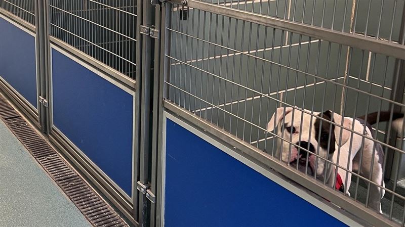 收容所僅剩牠…鬥牛犬「貓王」目送「61隻同伴被認養」 畫面太揪心 | 生活 | 三立新聞網 SETN.COM