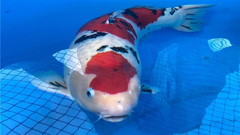 錦鯉文化節在新竹縣 「大正三色85超」奪冠身價逾400萬 | 生活 | 三立新聞網 SETN.COM