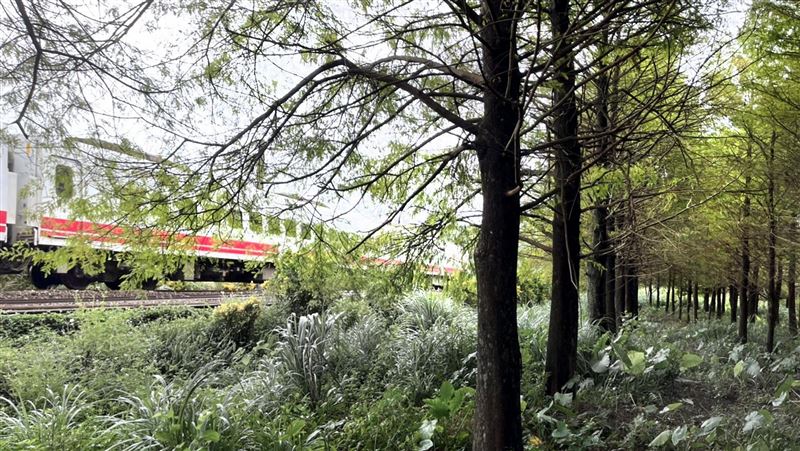 新北推百年歷史場域觀光 113年開放落羽松秘境 | 生活 | 三立新聞網 SETN.COM