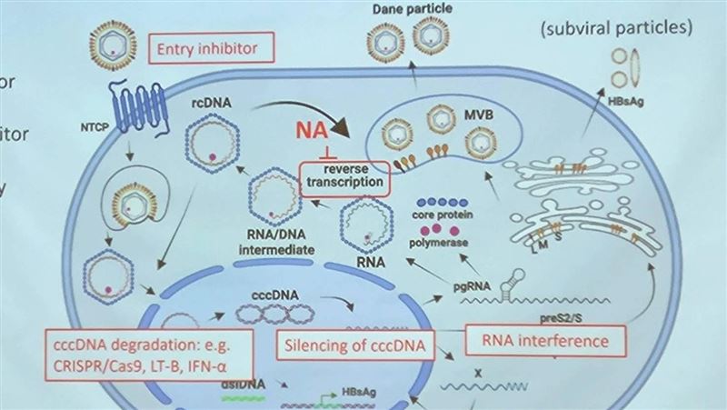 關掉這作祟DNA！B肝有望能終身「治癒」 台大教授秀基因編輯治療潛力 | 生活 | 三立新聞網 SETN.COM