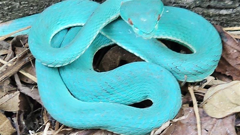 影／「Tiffany藍青竹絲」又現蹤！他3度巧遇驚呼變胖了 網：你是許仙？ | 生活 | 三立新聞網 SETN.COM