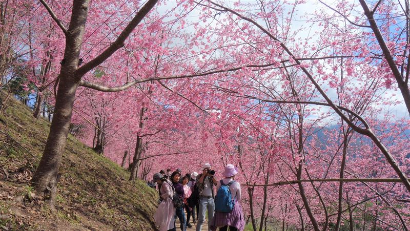 「上帝的部落」染成一片粉嫩！日限車150輛 櫻花品種、通行管制一次看 | 生活 | 三立新聞網 SETN.COM