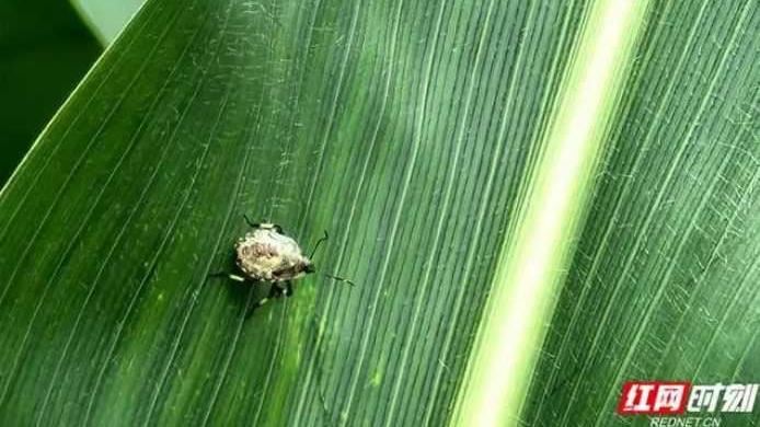 以蟲治蟲！河南這地方放出「41億隻蟲」 害蟲在胚胎期就被「吸乾」 | 生活 | 三立新聞網 SETN.COM