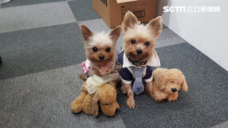 全球寵物市場2027年將達3500億美元！美國人去年花890億養寵物 | 寵物 | 三立新聞網 SETN.COM