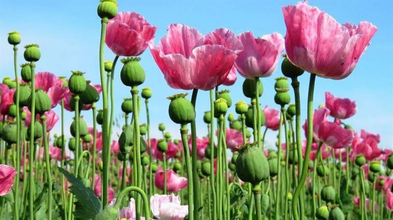 5歲神童秒認毒花！幼稚園下課發現路邊偷種罌粟 父通報傻眼：開83株 | 國際 | 三立新聞網 SETN.COM