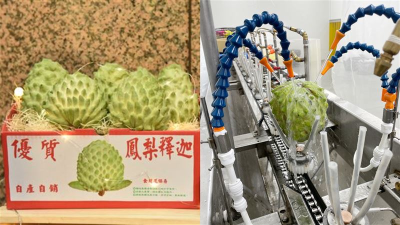 鳳梨釋迦救星！新型清潔機效率飆3.3倍「1小時處理1200顆」清蟲率100% | 祝你健康 | 三立新聞網 HEALTH.SETN.COM