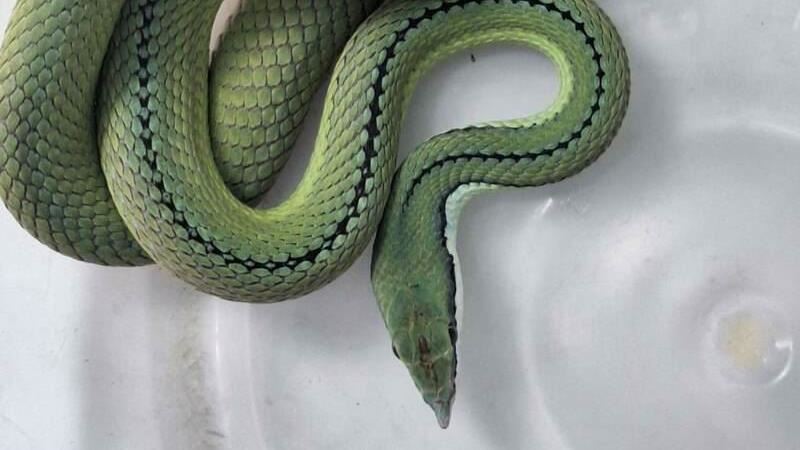 最後倒數！7000元高身價寵物蛇離家出走 主人沒認領將開放領養 | 生活 | 三立新聞網 SETN.COM