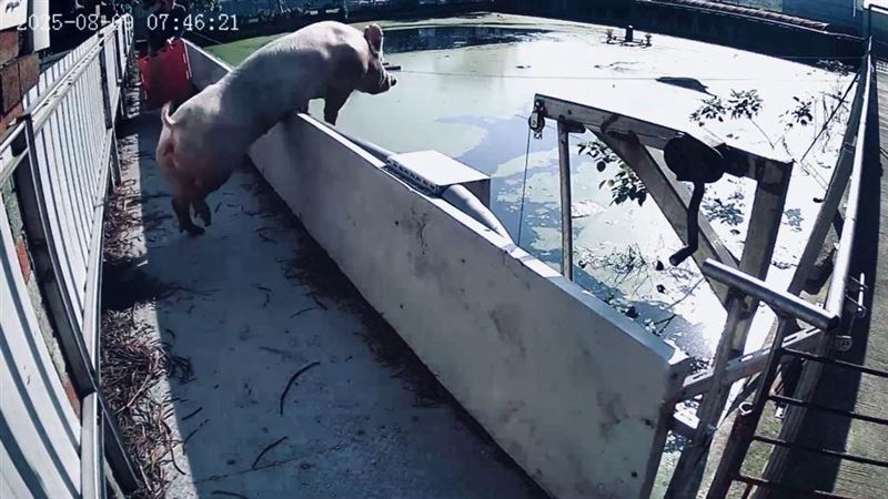 狗急跳牆豬也會！220公斤母豬「翻牆」跳魚塭逃跑 豬農驚：長知識了 | 生活 | 三立新聞網 SETN.COM