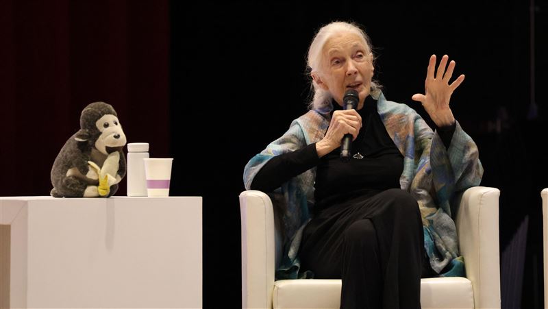 珍古德睡夢中安詳過世享耆壽91歲！6月曾訪台灣 鼓勵勿放棄前進希望 | 國際 | 三立新聞網 SETN.COM