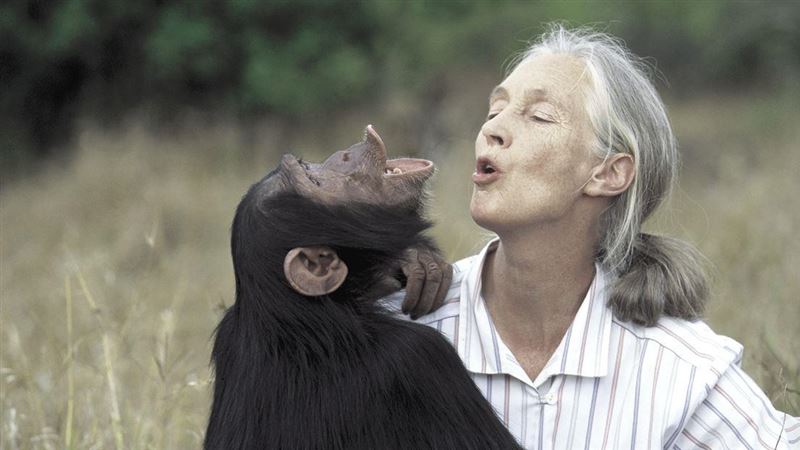 珍古德91歲過世！她6月才來臺灣演講 笑怨泰山娶錯珍引爆萬人大笑 | 國際 | 三立新聞網 SETN.COM